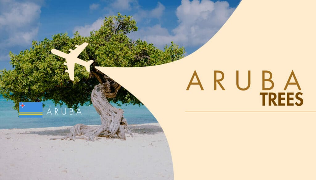 6 Aruba Trees You Need to Know | TravelTips.org