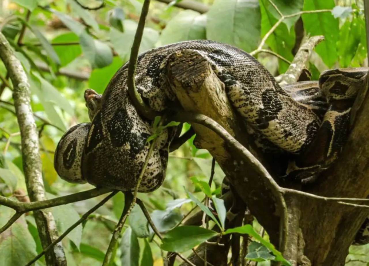 Saint Lucia Wildlife Facts (11+ Amazing Animals) | TravelTips.org