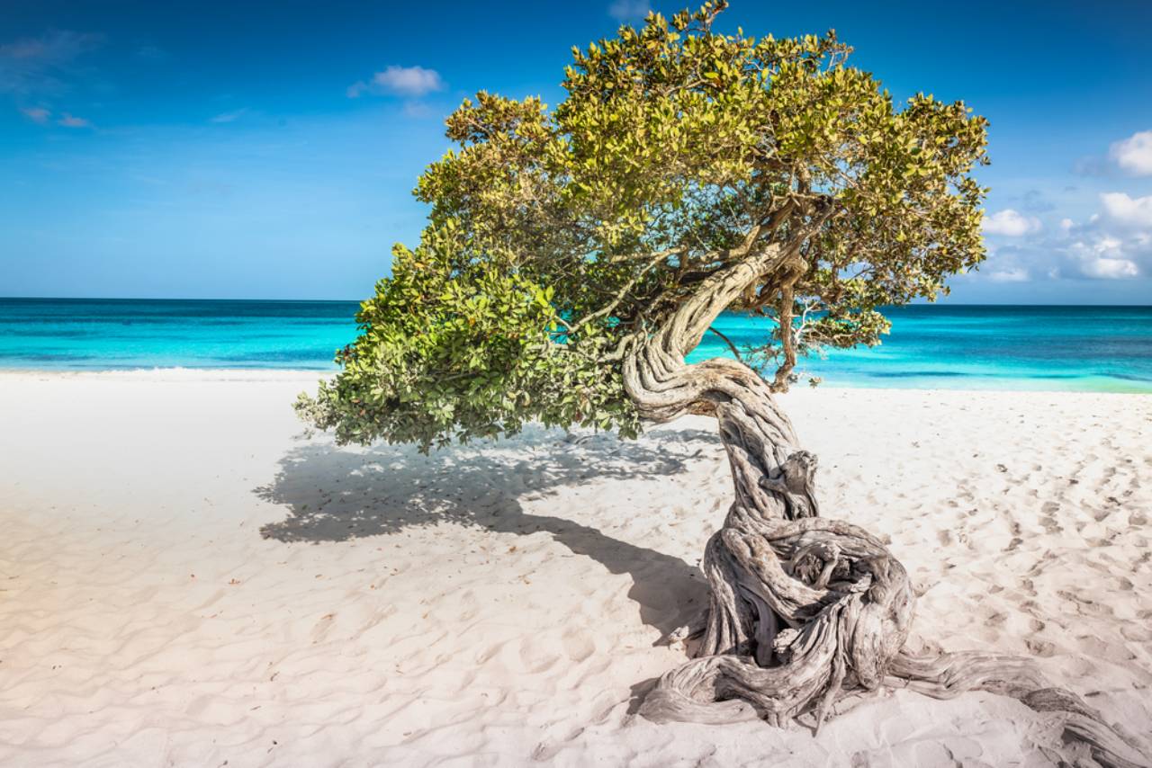 6 Aruba Trees You Need to Know | TravelTips.org