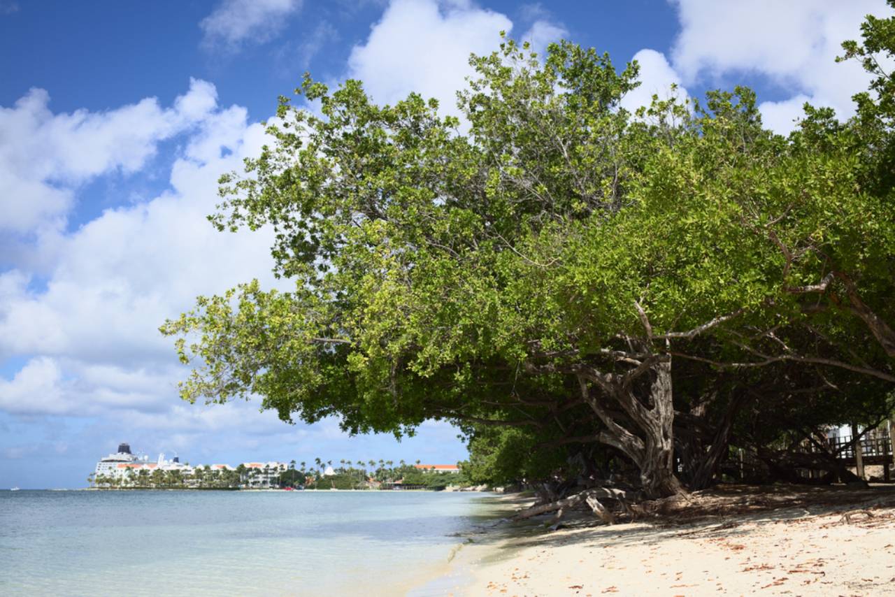 6 Aruba Trees You Need to Know | TravelTips.org
