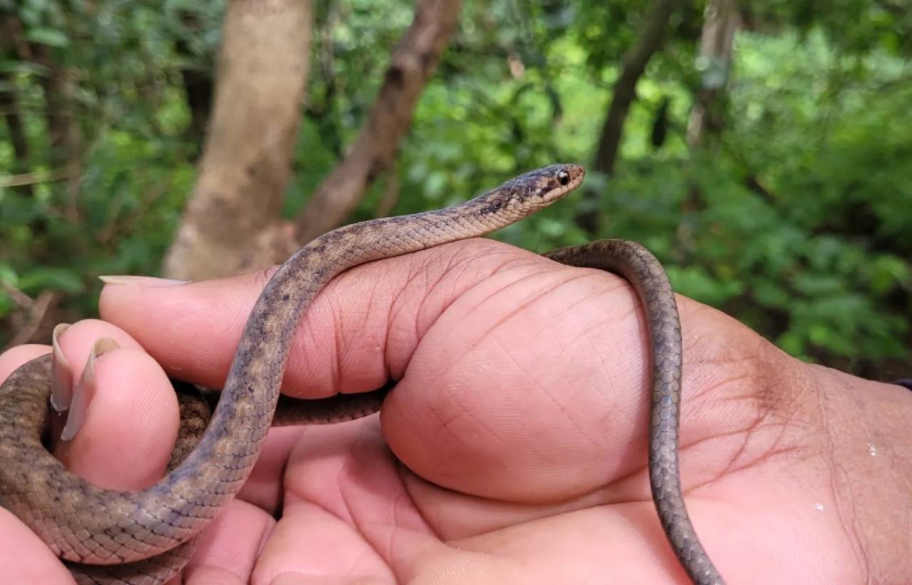 Saint Lucia Wildlife Facts (11+ Amazing Animals) | TravelTips.org