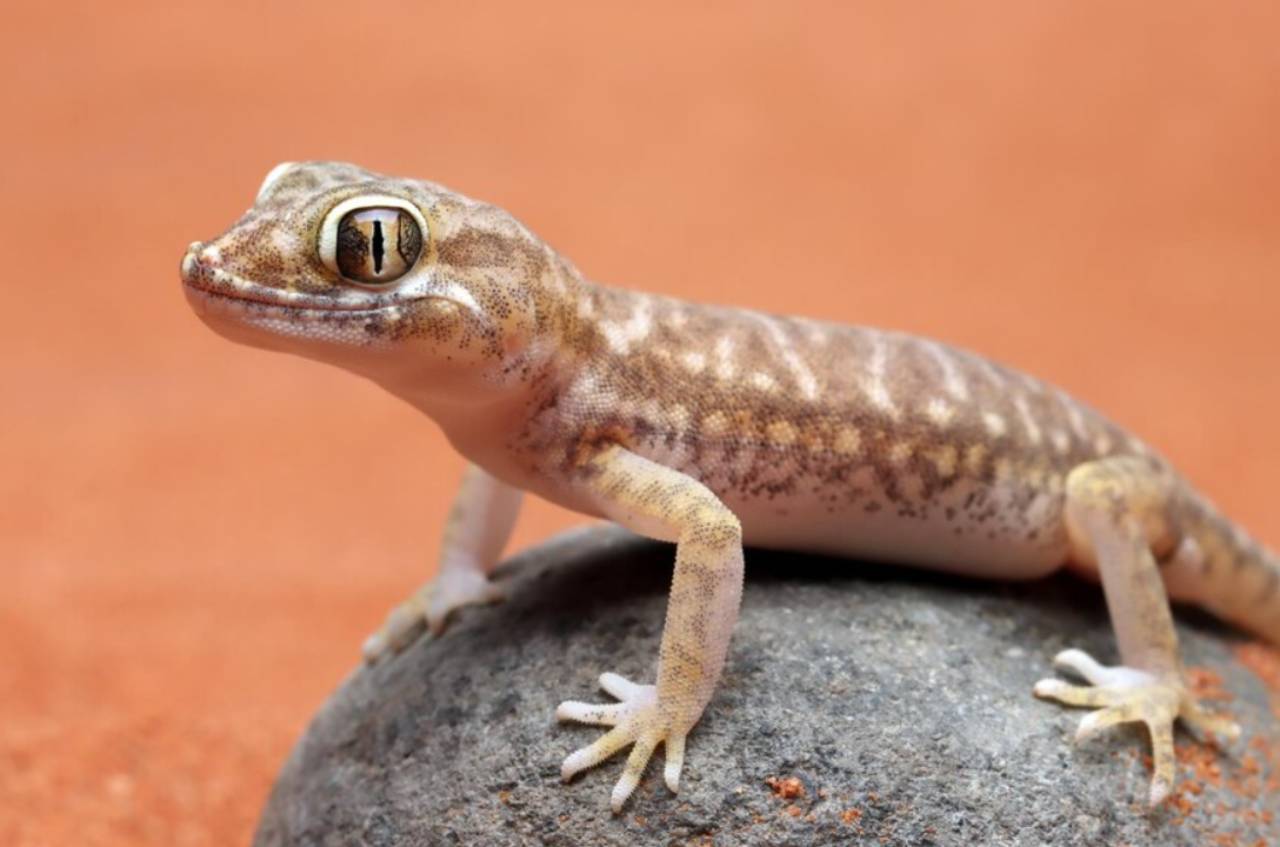 Saint Lucia Wildlife Facts (11+ Amazing Animals) | TravelTips.org