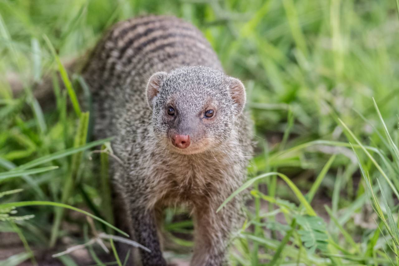 Saint Lucia Wildlife Facts (11+ Amazing Animals) | TravelTips.org