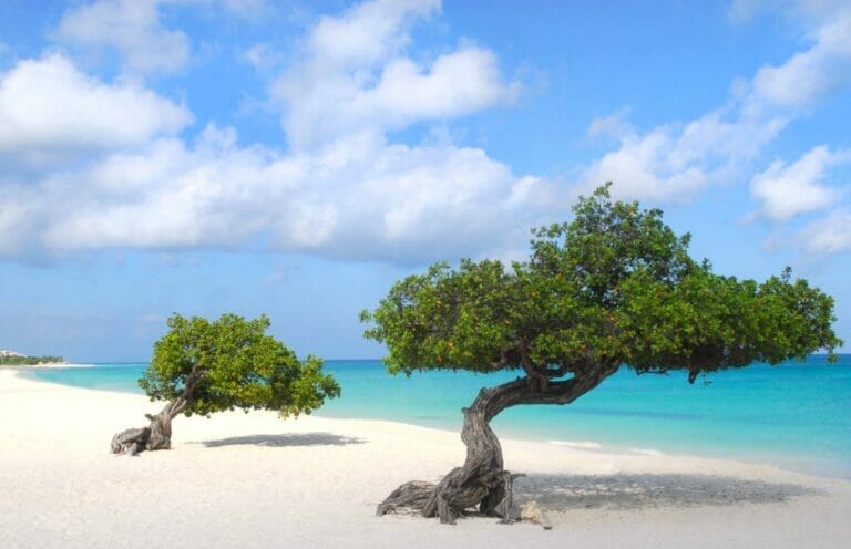 6 Aruba Trees You Need to Know | TravelTips.org