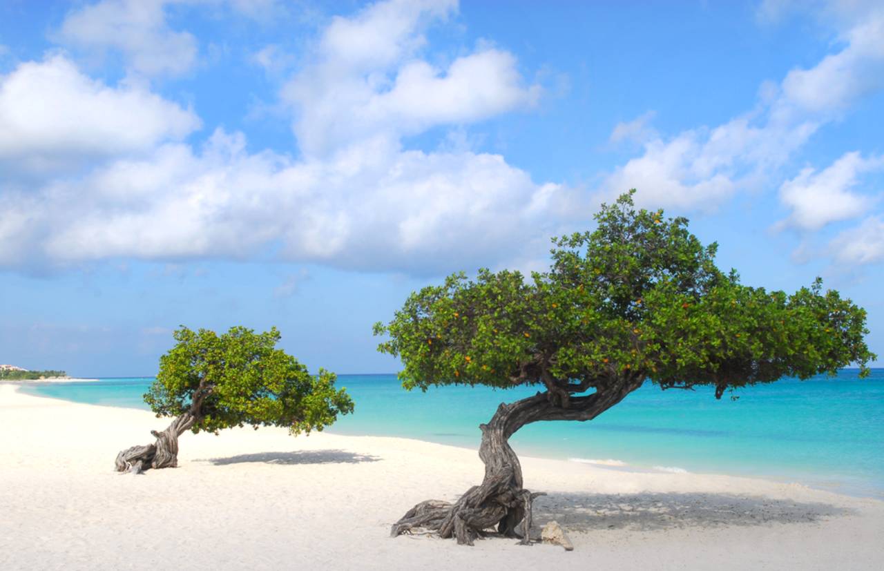 6 Aruba Trees You Need to Know | TravelTips.org