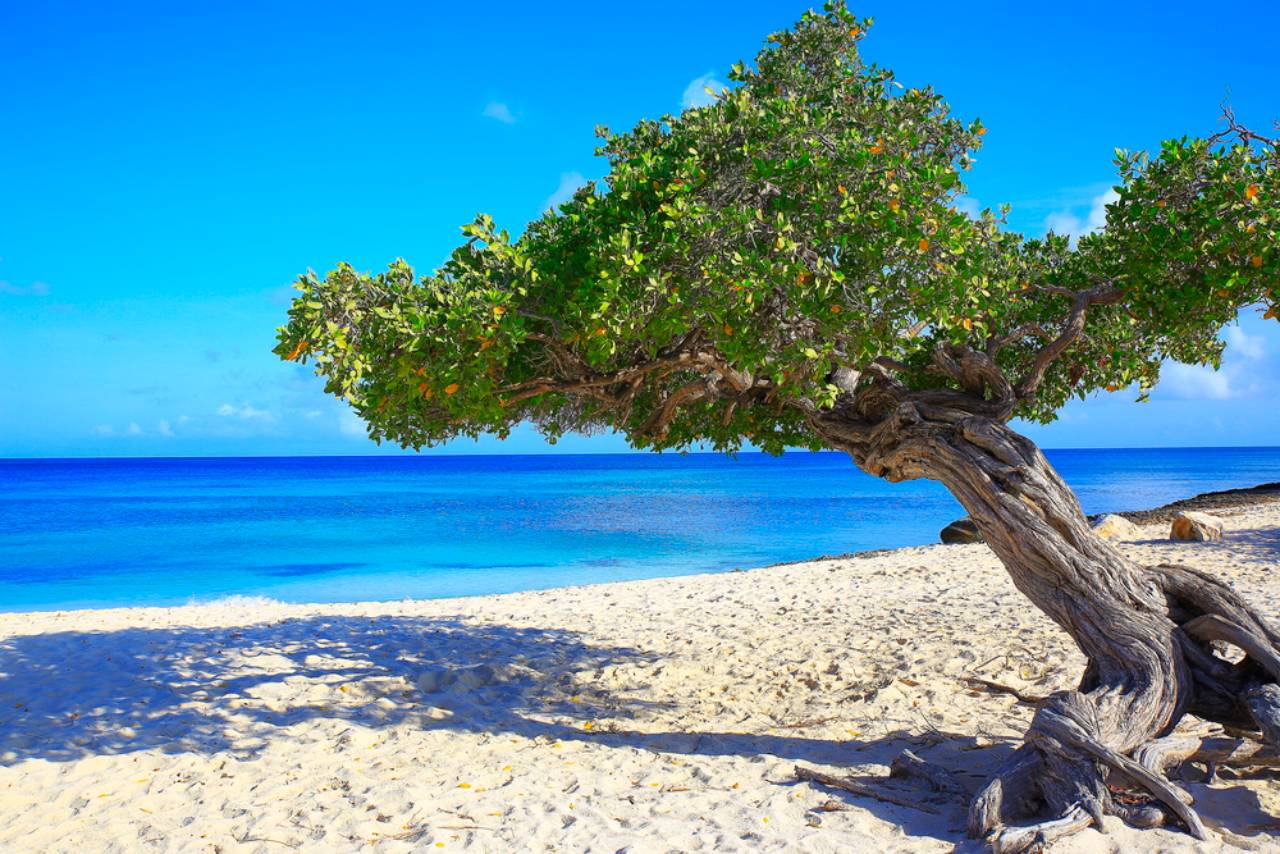 6 Aruba Trees You Need to Know | TravelTips.org